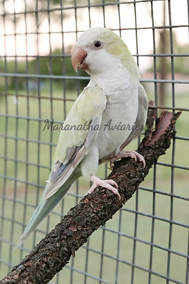 Quaker Colour Mutations | Maranatha Aviaries | Brisbane Conure Breeder